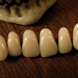 Vintage Medical Teeth - Etsy