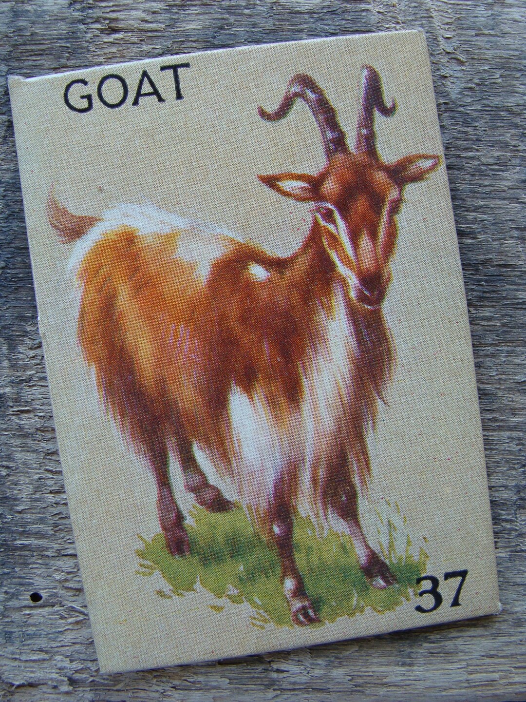 Antique Stunning Goat Rare Card Board Flash Card Great for Farmhouse ...