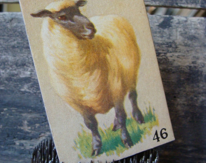 Antique Stunning Numbered Sheep Rare Card Board Flash Card Great for ...