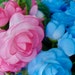 Vintage Kitsch 1960s Pretty Pink and Blue Roses Picks Mixed Lot - Etsy