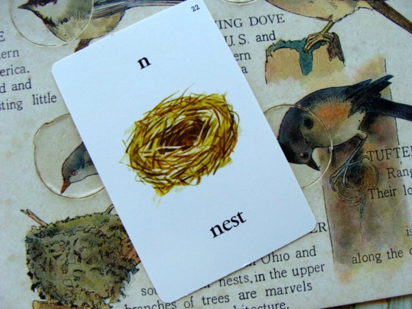 Vintage 1950s Bird Nest Two Sided Flash Card Farmhouse White Decor ...