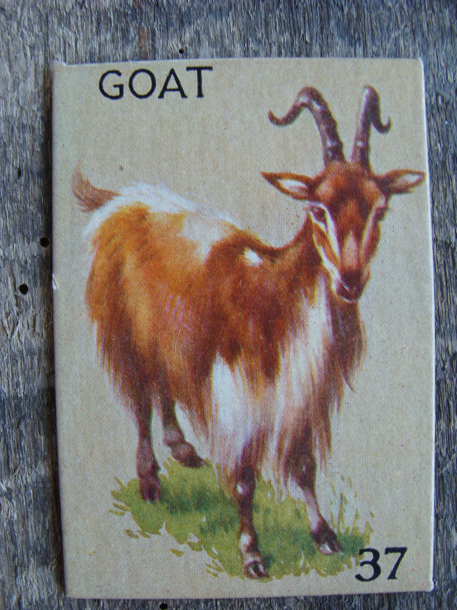 Antique Stunning Goat Rare Card Board Flash Card Great for Farmhouse ...