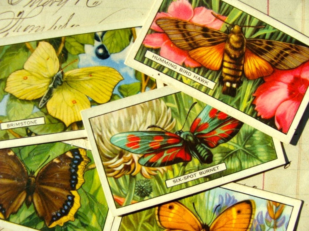 5 Stunning Antique Moth Collector Card Lot Wonderful for Altered Garden ...