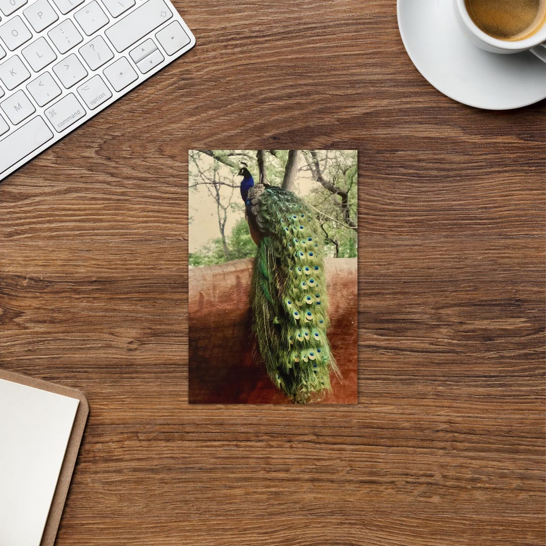 Zoo Animal Note Cards, 4 X 6, Blank Inside, Photos of Peacocks, Koalas ...