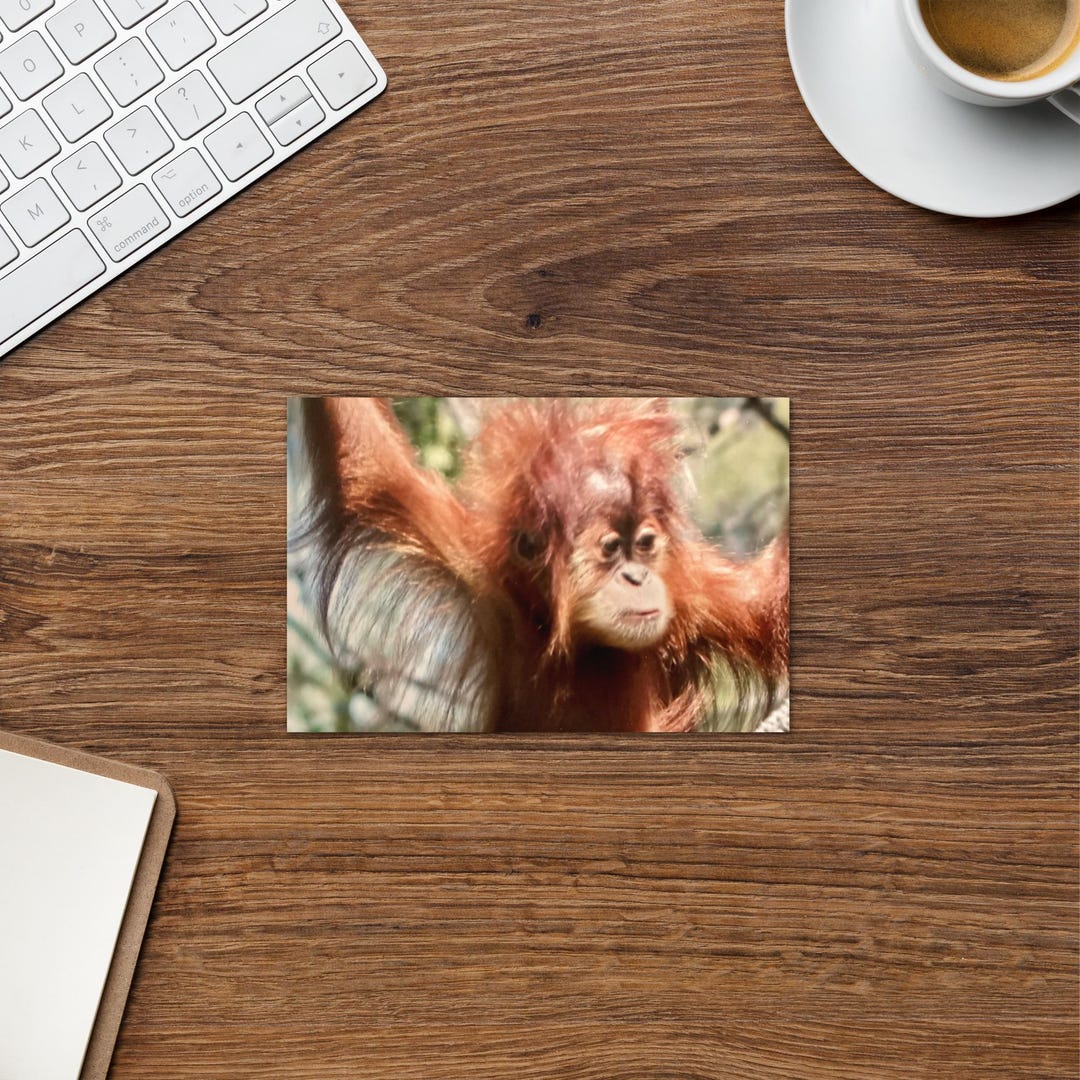 Zoo Animal Note Cards, 4 X 6, Blank Inside, Photos of Orangutans ...