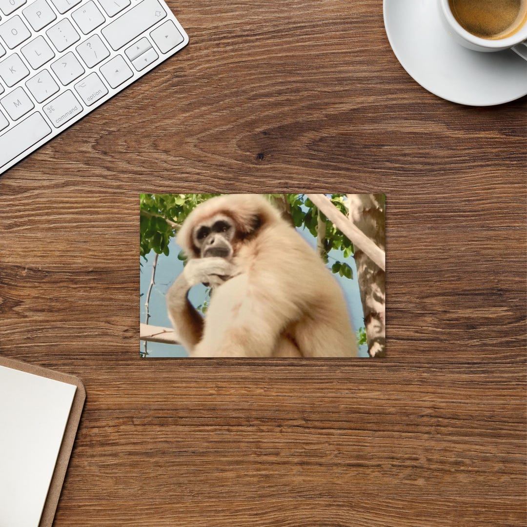 Zoo Animal Note Cards, 4 X 6, Blank Inside, Photos of Gibbons, Koalas ...