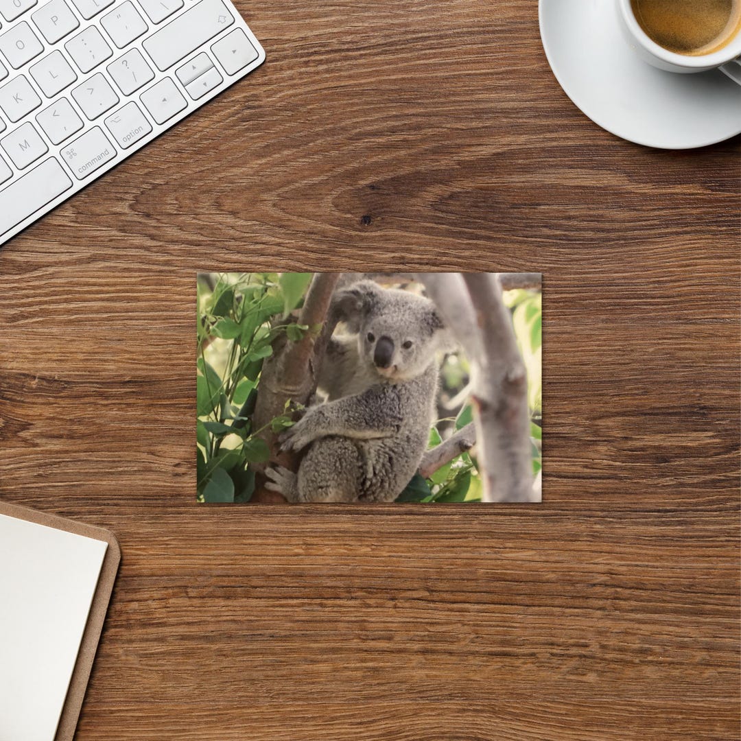 Zoo Animal Note Cards, 4 X 6, Blank Inside, Photos of Koalas, Pandas ...