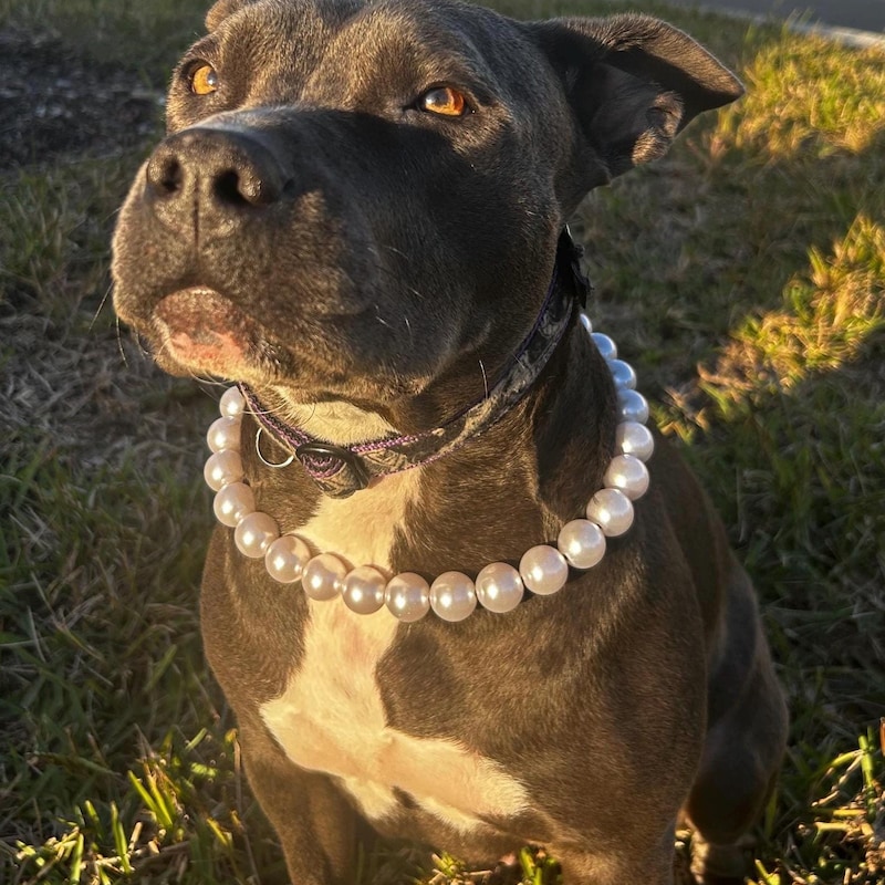 Pearl Dog Collar - Etsy