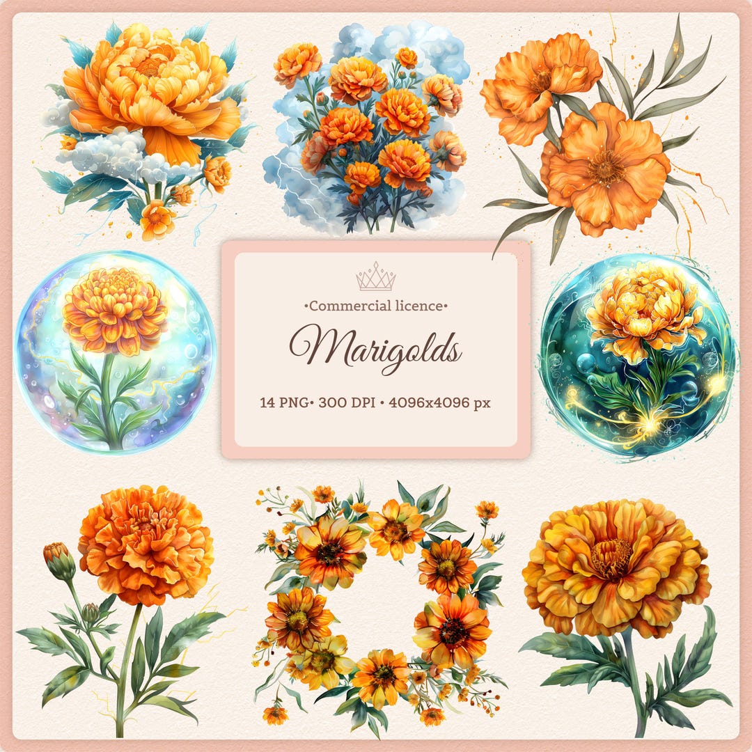 Marigold Clipart Bundle Orange Floral Illustrations Watercolor Flower ...
