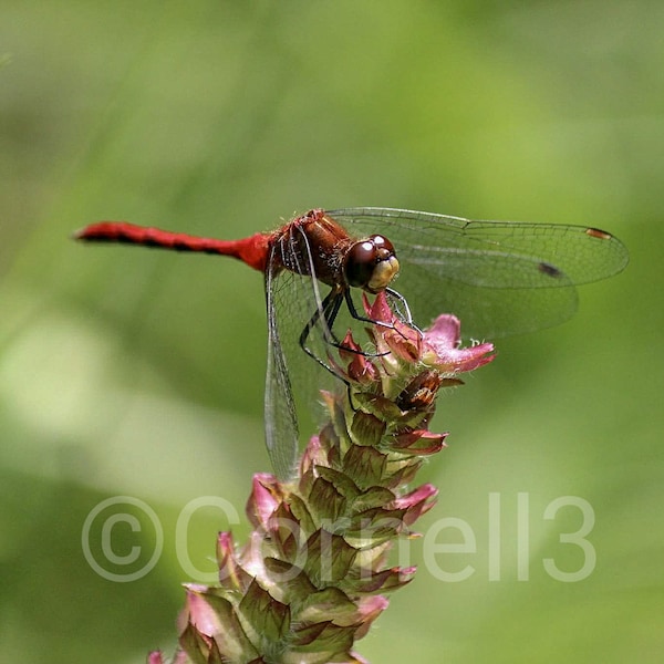 Red Dragonfly Art - Etsy