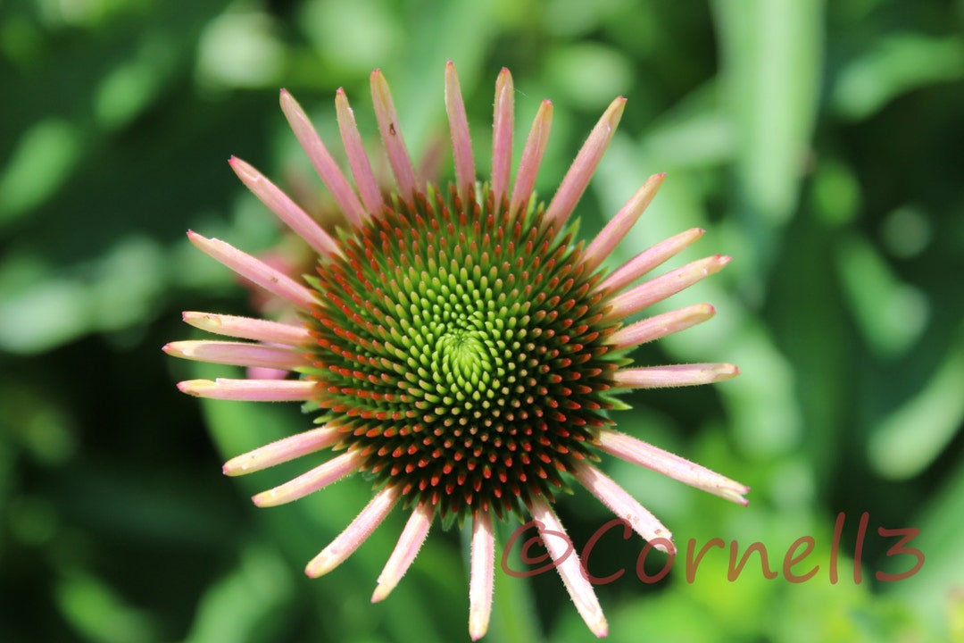 Echinacea Flower Digital Photo Instant Download Digital File - Etsy