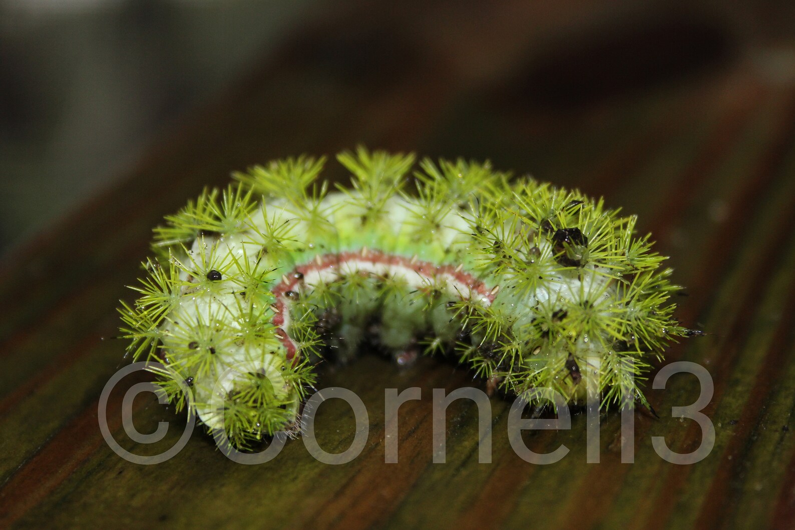Lo Moth Caterpillar - Etsy