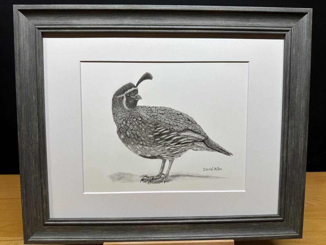 Quail Bird Graphite Pencil Art Sketch Drawing Print Picture Limited ...