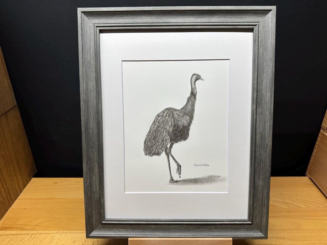 Emu Australia's Flightless Bird Graphite Pencil Art Sketch Drawing ...