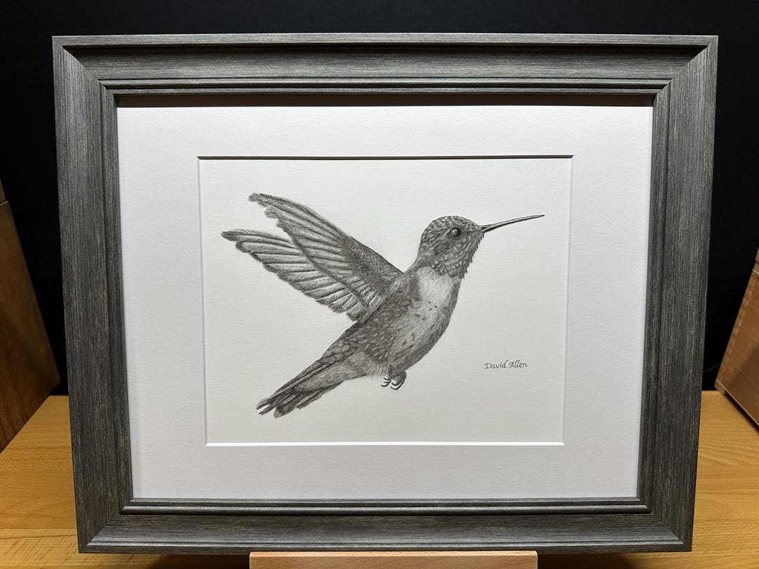 Hummingbird Bird Graphite Pencil Art Sketch Drawing Print Picture ...