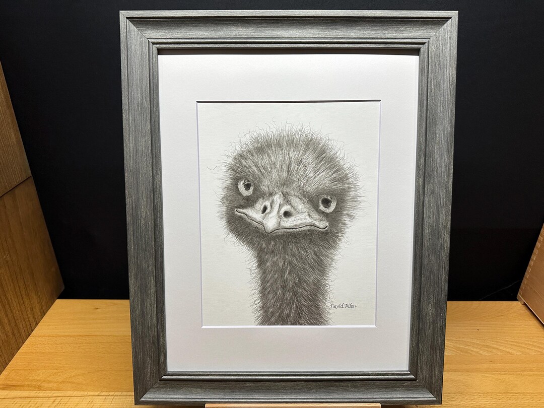 Emu Australia's Flightless Bird Graphite Pencil Art Sketch Drawing ...