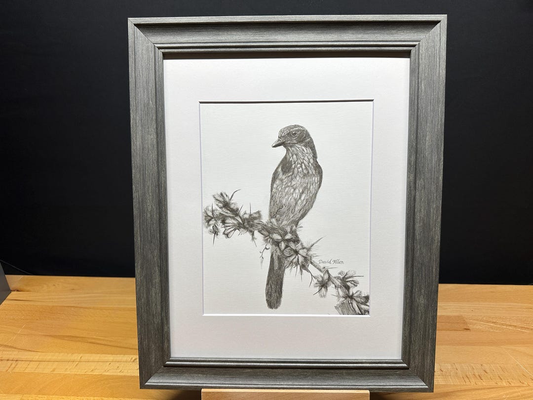 California Scrub Jay Bird Graphite Pencil Art Sketch Drawing Print ...