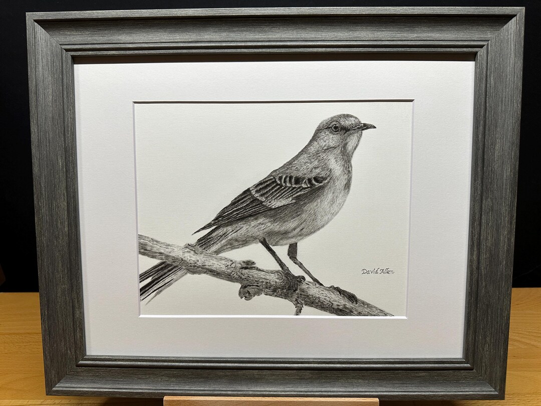 Mockingbird Bird Graphite Pencil Art Sketch Drawing Print Picture ...