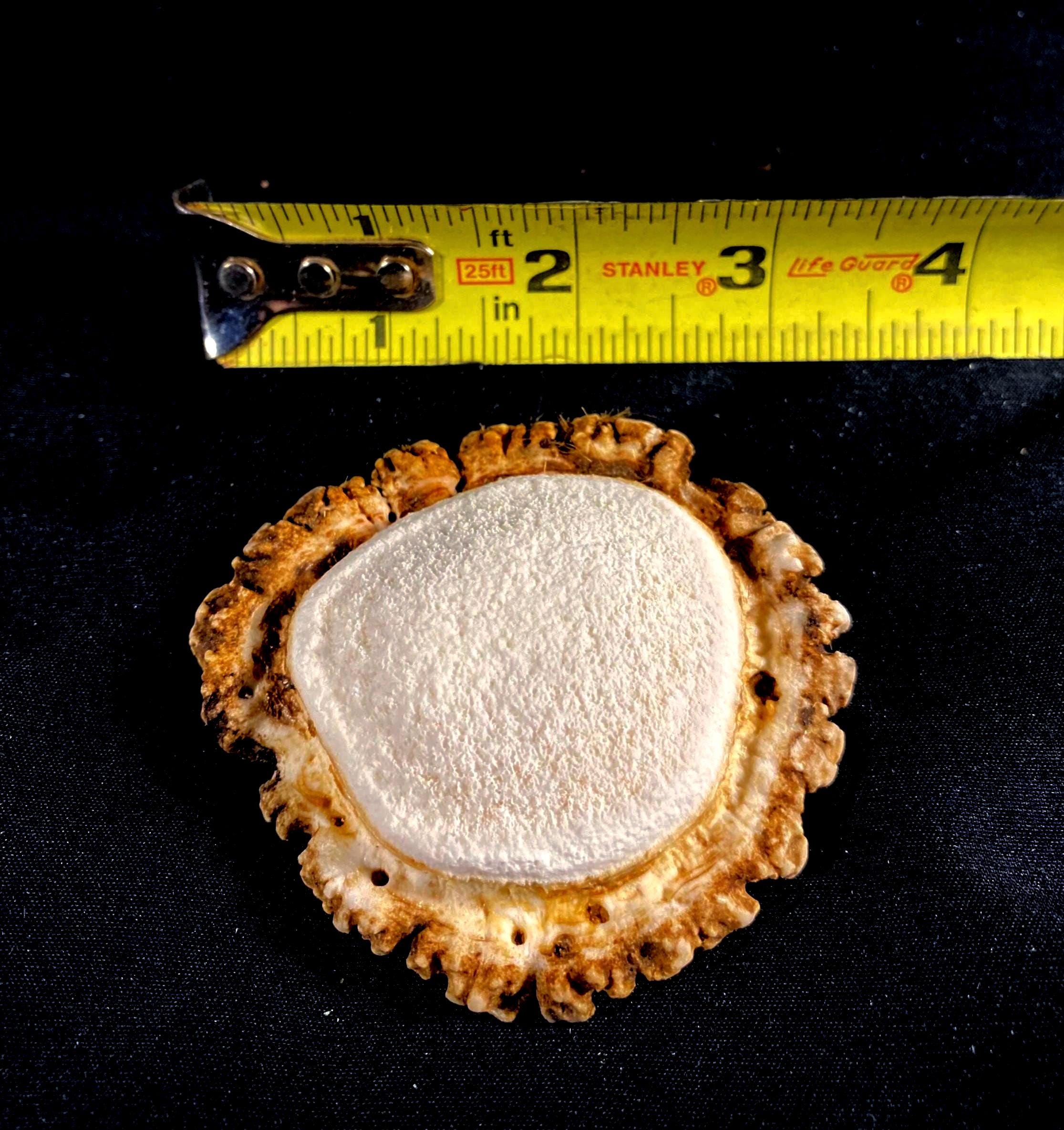 Medium Elk Antler Burrs (base of Antler) About 2.5” Inch Diameter - Etsy