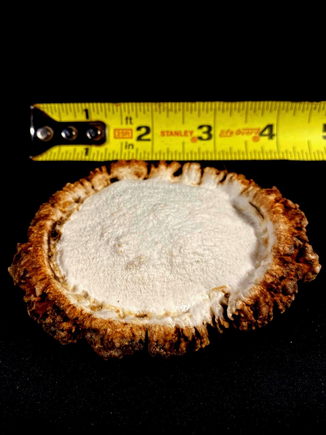 Large Elk Antler Burrs (base of Antler) About 3-4 Inch Diameter - Etsy