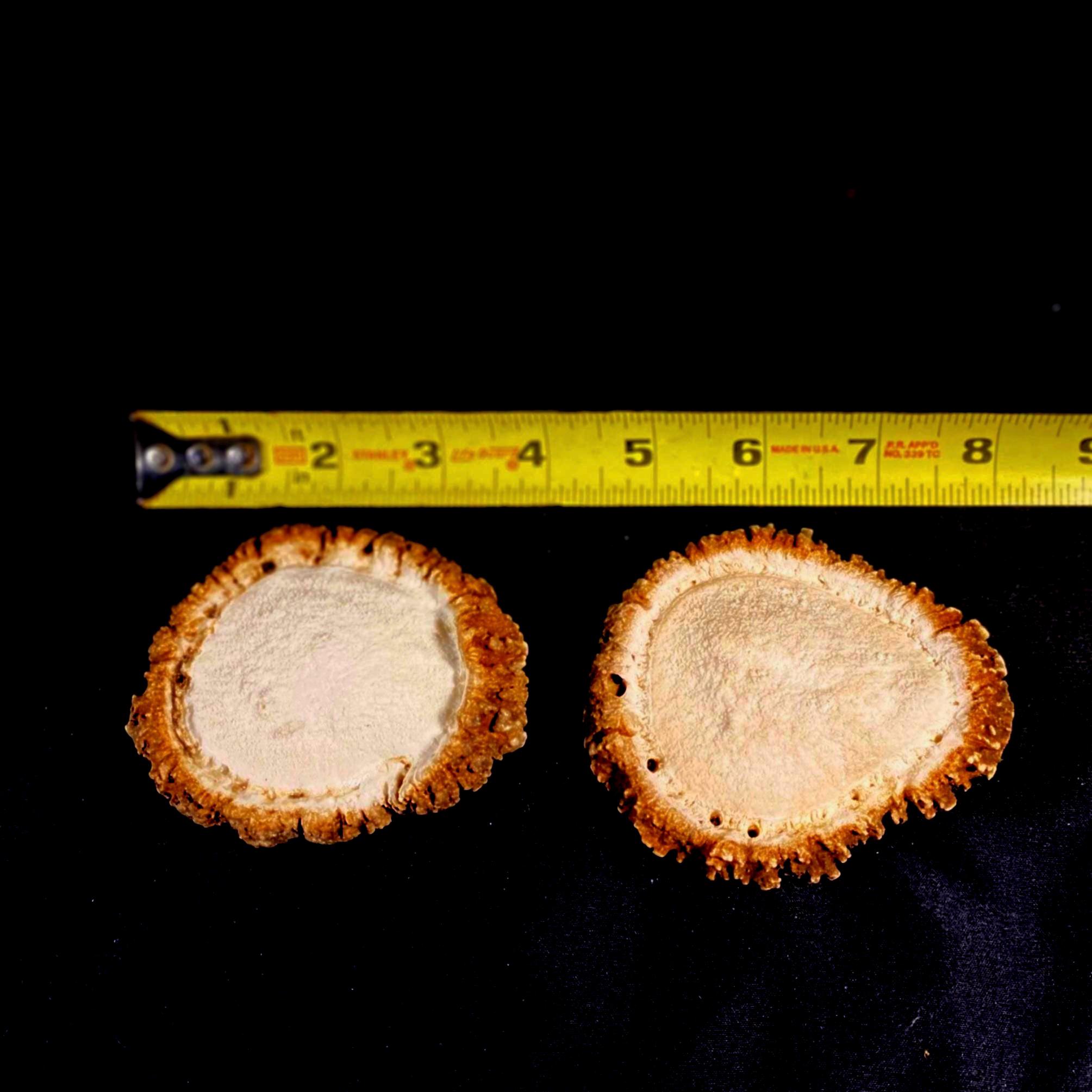 Large Elk Antler Burrs (base of Antler) About 3-4 Inch Diameter - Etsy