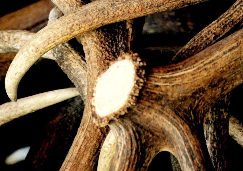 Large Elk Antler Burrs (base of Antler) About 3-4 Inch Diameter - Etsy