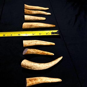1 Pound of Small Elk Antler Tips and Points (2-6 Inches Long) - Etsy