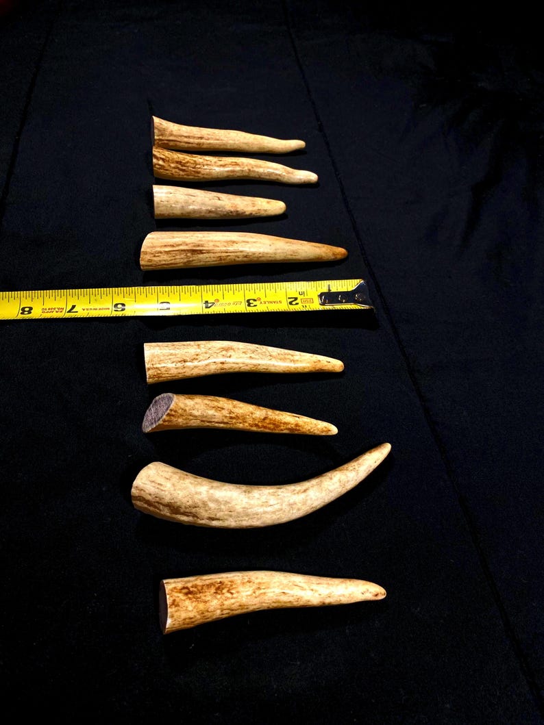 1 Pound of Small Elk Antler Tips and Points (2-6 Inches Long) - Etsy