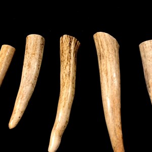 1 Pound of Small Elk Antler Tips and Points (2-6 Inches Long) - Etsy
