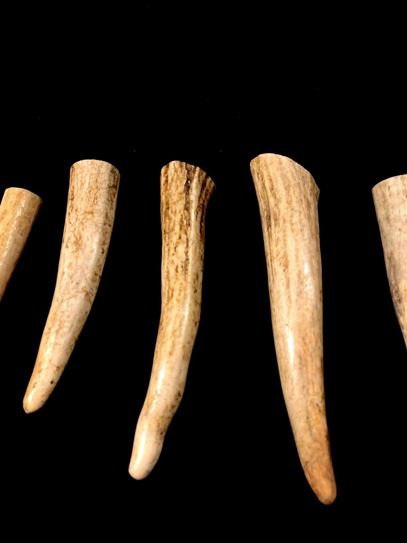 1 Pound of Small Elk Antler Tips and Points (2-6 Inches Long) - Etsy