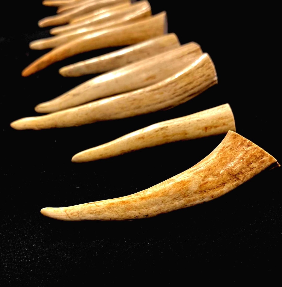 1 Pound of Small Elk Antler Tips and Points (2-6 Inches Long) - Etsy
