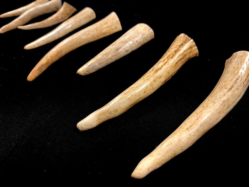 1 Pound of Small Elk Antler Tips and Points (2-6 Inches Long) - Etsy