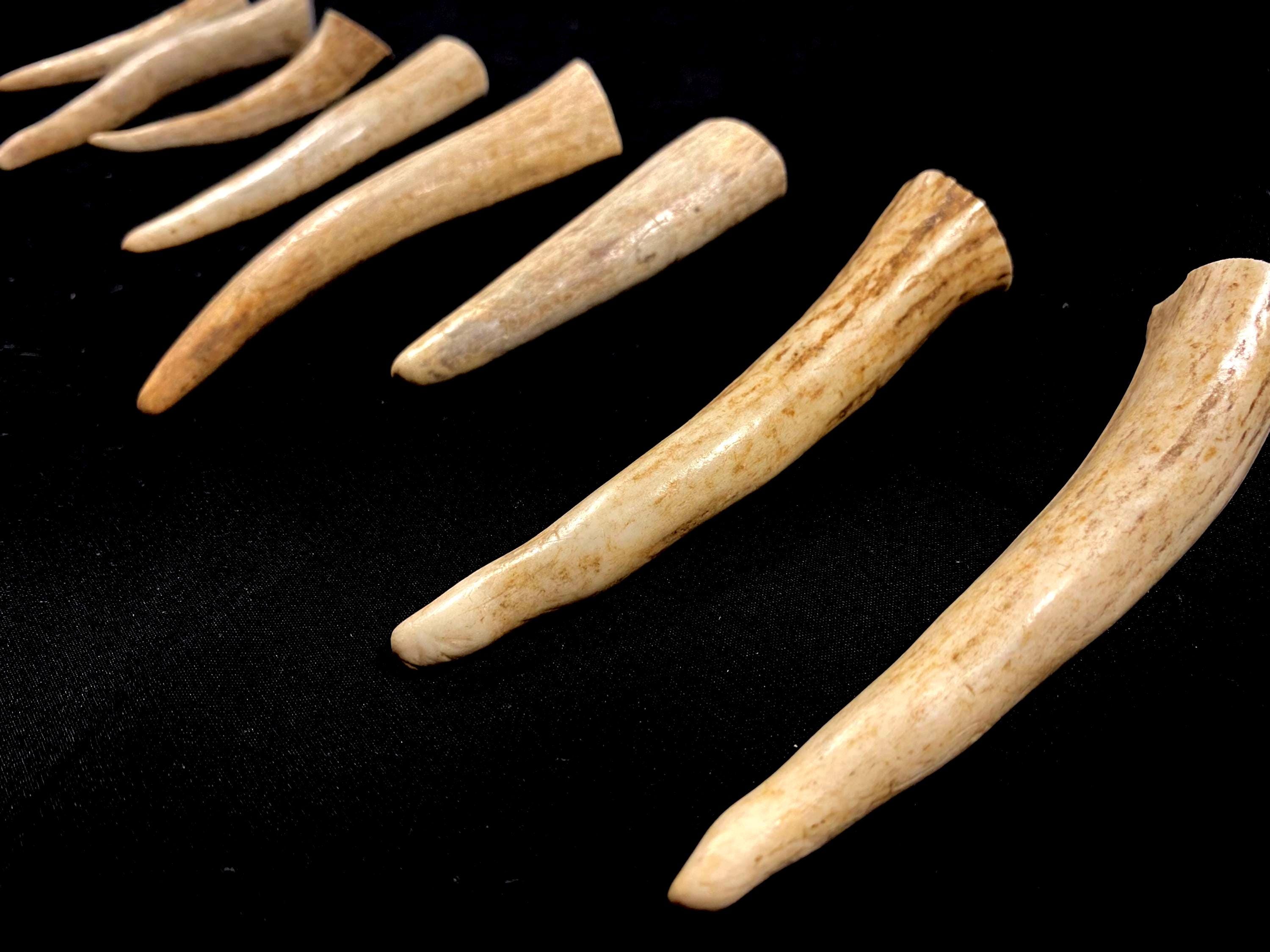 1 Pound of Small Elk Antler Tips and Points (2-6 Inches Long) - Etsy