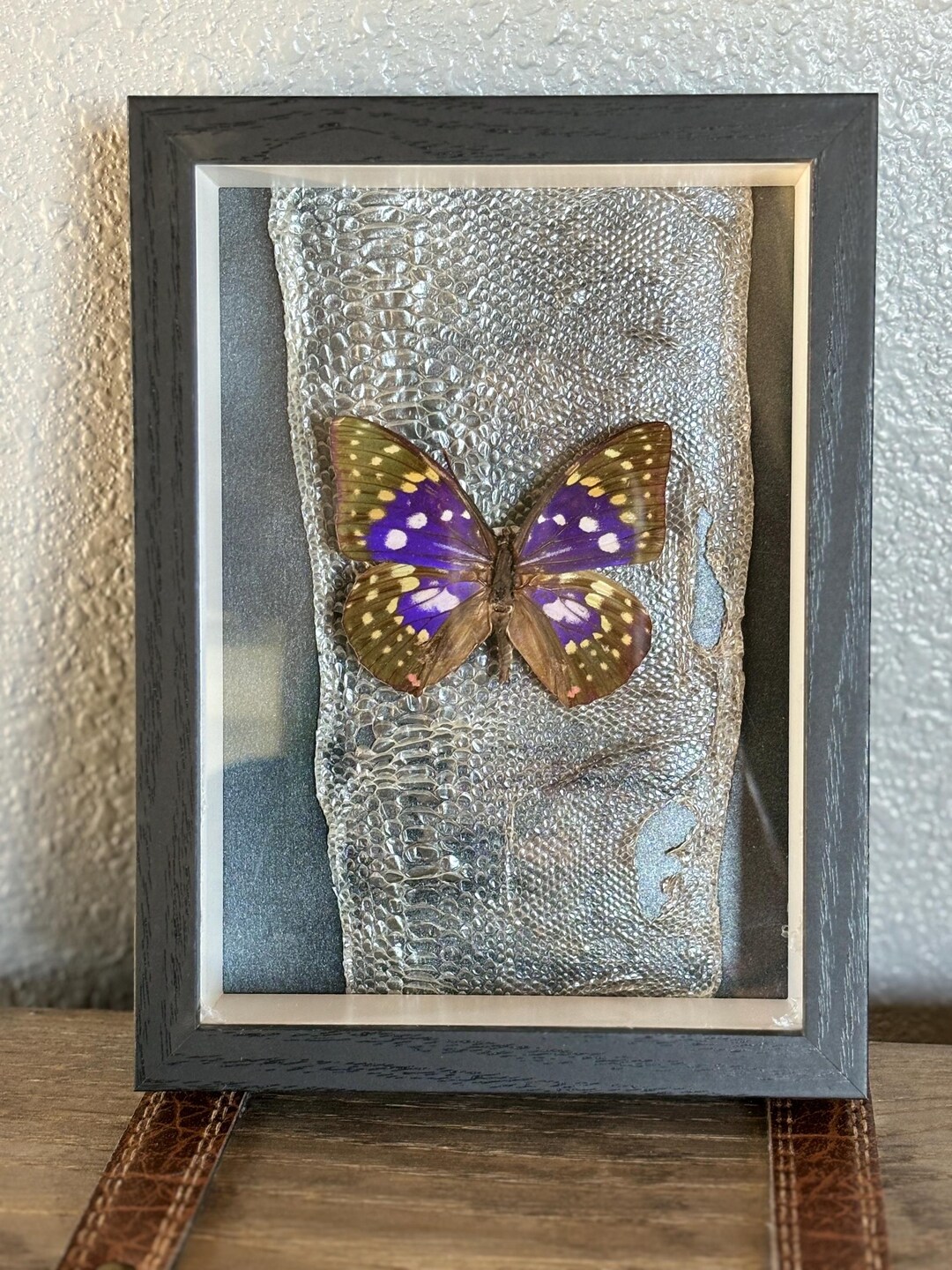 Dash 2.0 Real Snake Shed W/butterfly Mount 5x7 Shadow Box - Etsy