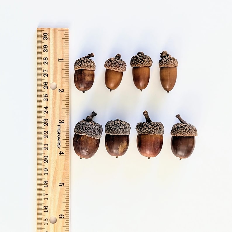 Natural Oak Acorns With Caps: Fall Decor, DIY Crafts, Vase Filter ...