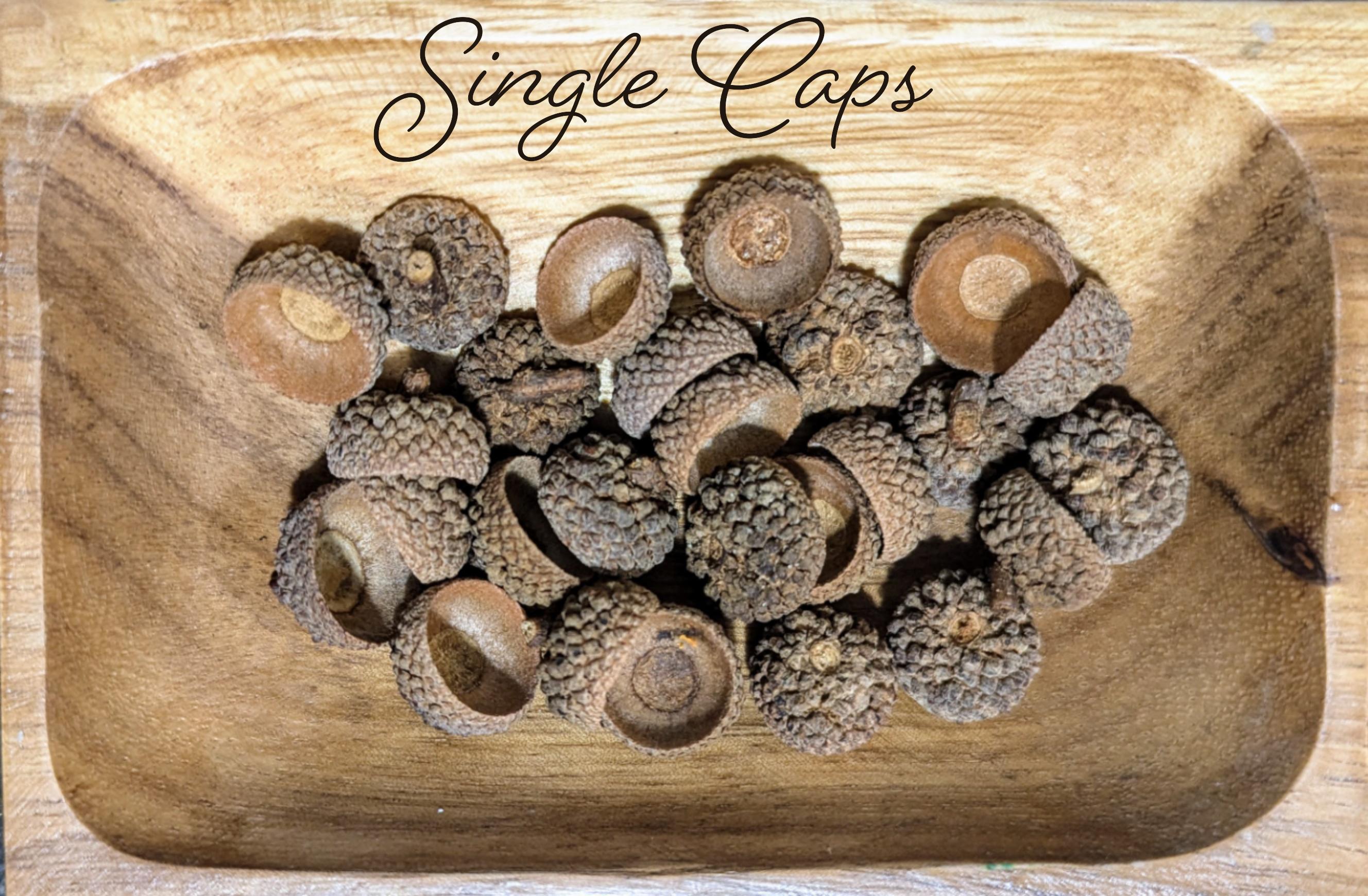 Natural Acorn Caps - Singles and Doubles Available - for DIY Fall and ...