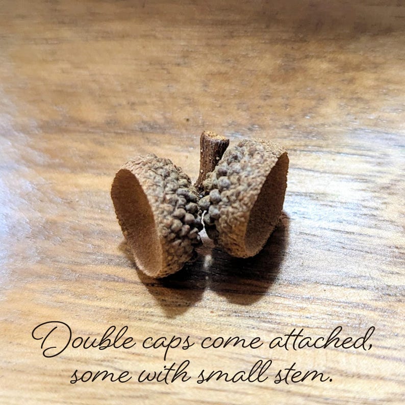 Natural Acorn Caps - Singles and Doubles Available - for DIY Fall and ...