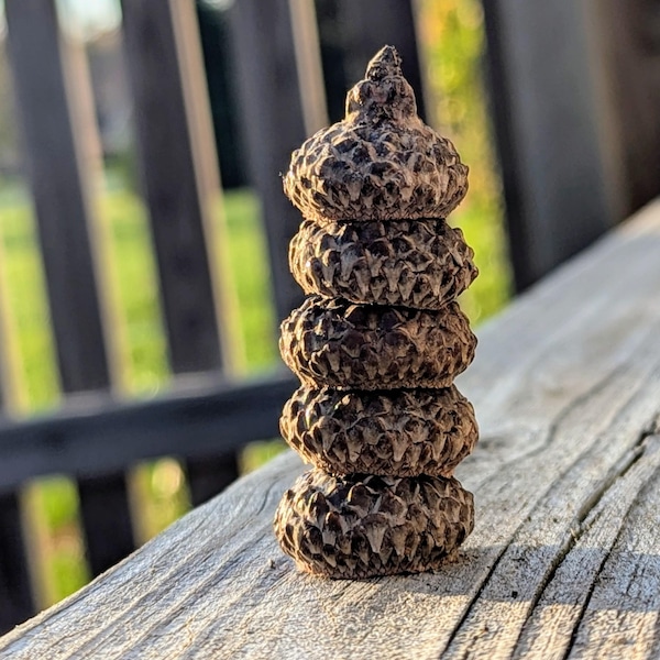 Acorn Caps - Etsy