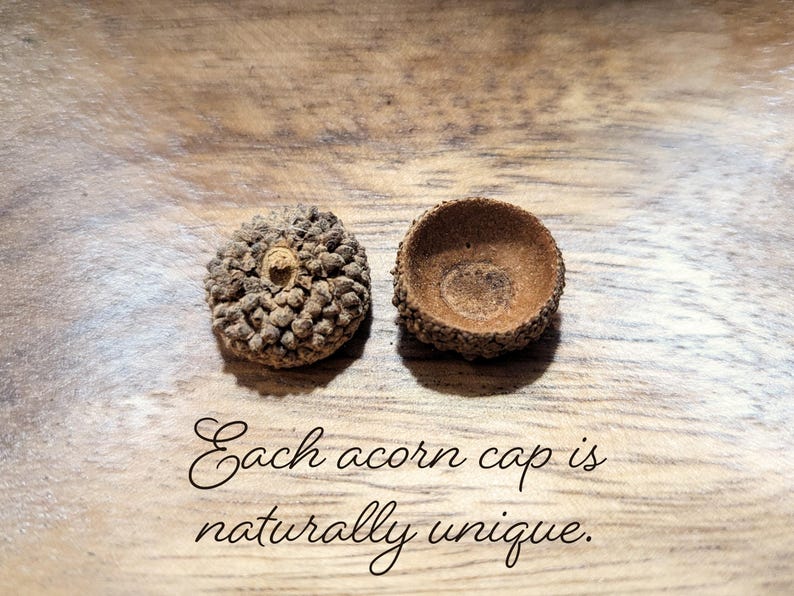 Natural Acorn Caps - Singles and Doubles Available - for DIY Fall and ...