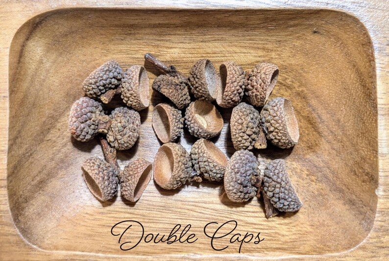 Natural Acorn Caps - Singles and Doubles Available - for DIY Fall and ...