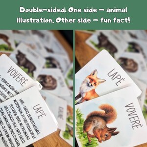 Forest Animal Flashcards - Laminated Kids Learning Cards, Fun Nature ...