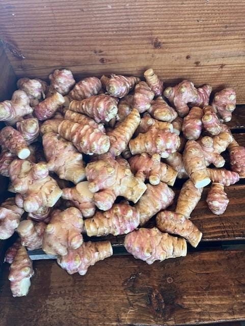 Jerusalem Artichokes, Sunchokes, Red, - Etsy