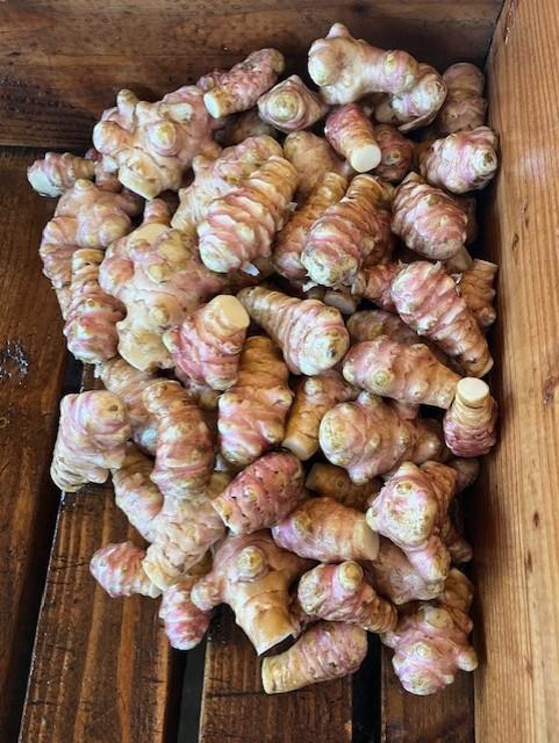 Jerusalem Artichokes, Sunchokes, Red, - Etsy
