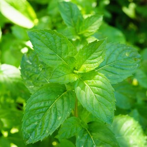 Spearmint (mentha Spicata) Seeds - Perennial - Edible, Fragrant, Fast ...