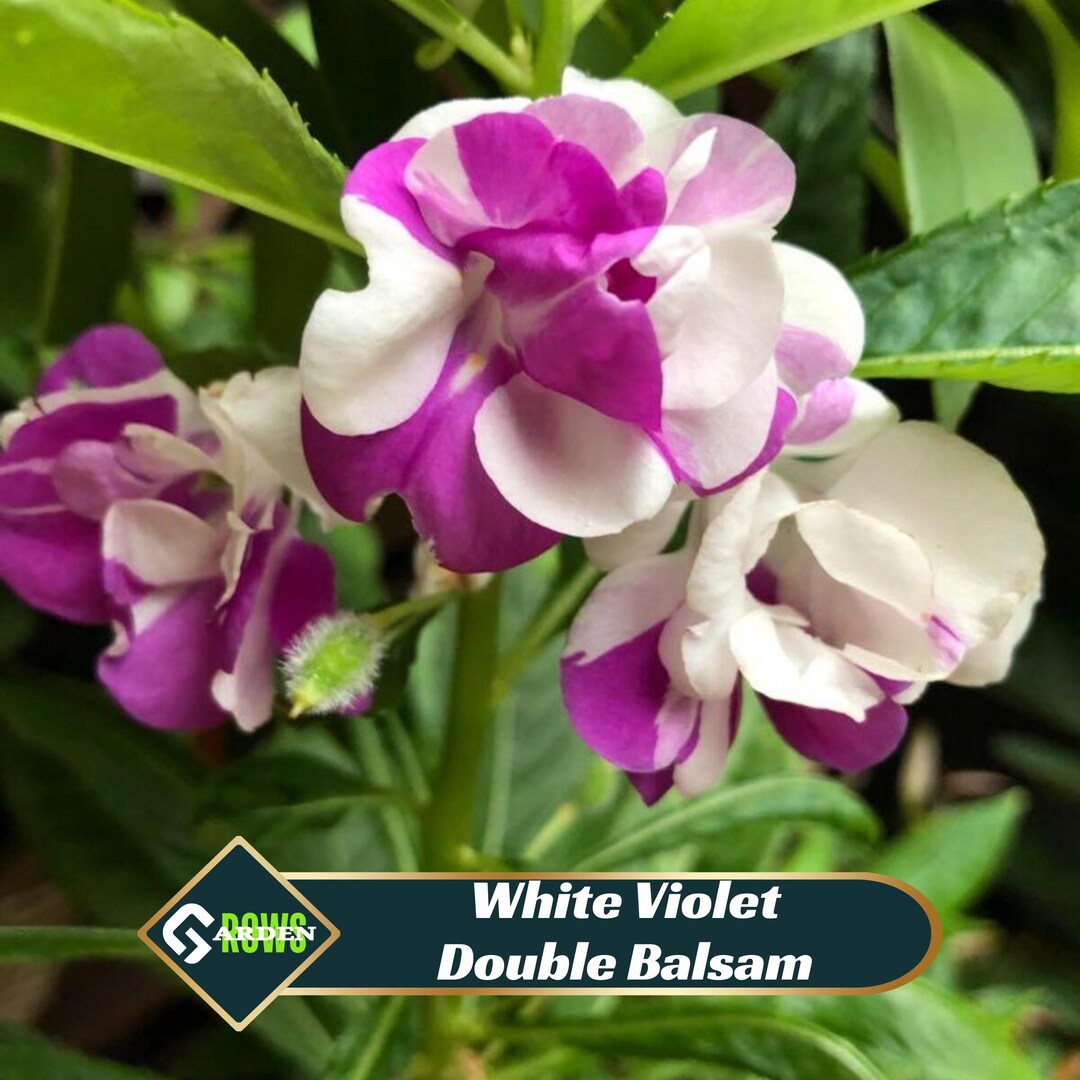 White Violet Double Balsam Seeds - Impatiens Balsamina - Heirloom Rose ...