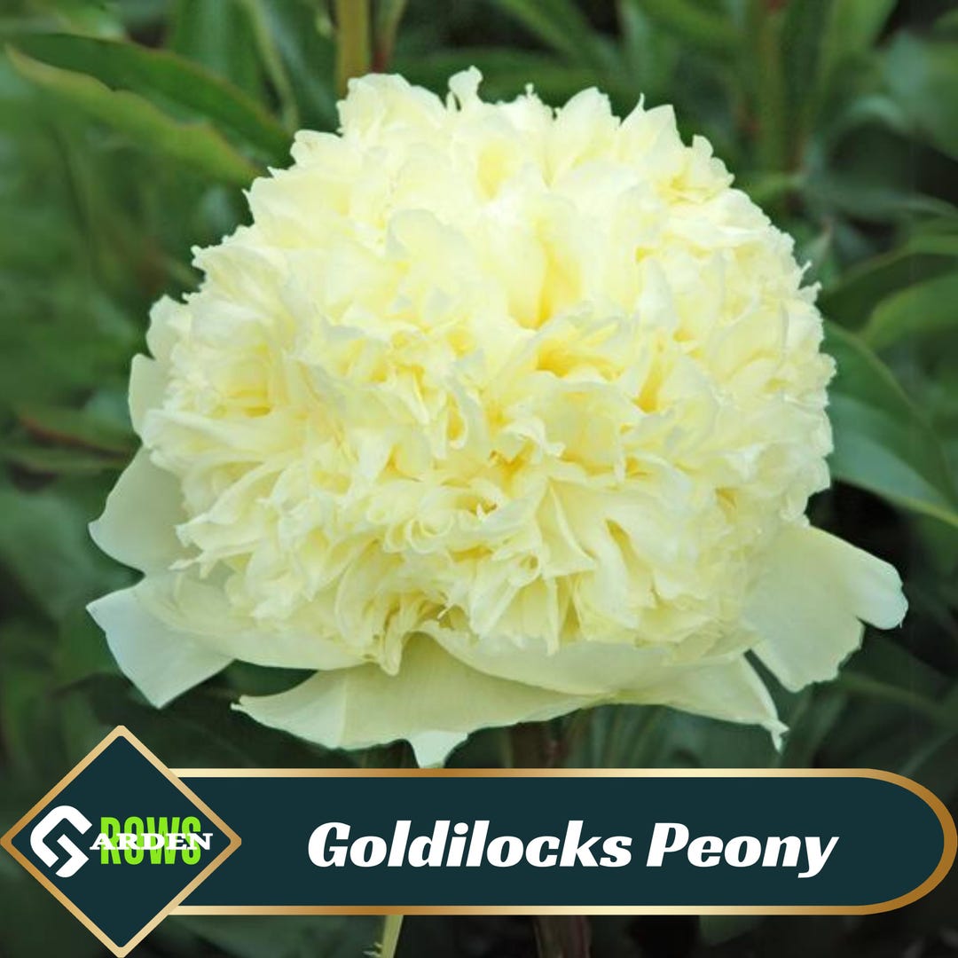 Goldilocks Peony Seeds - Showy Blooms, Fragrant, Long-lived, Attracts ...