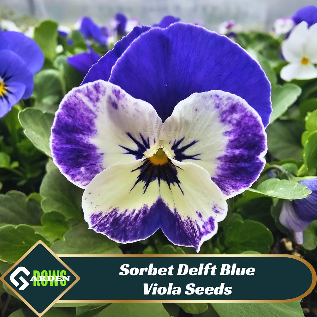Sorbet Delft Blue Viola Seeds - Cold Resistant - Self-pollinating ...