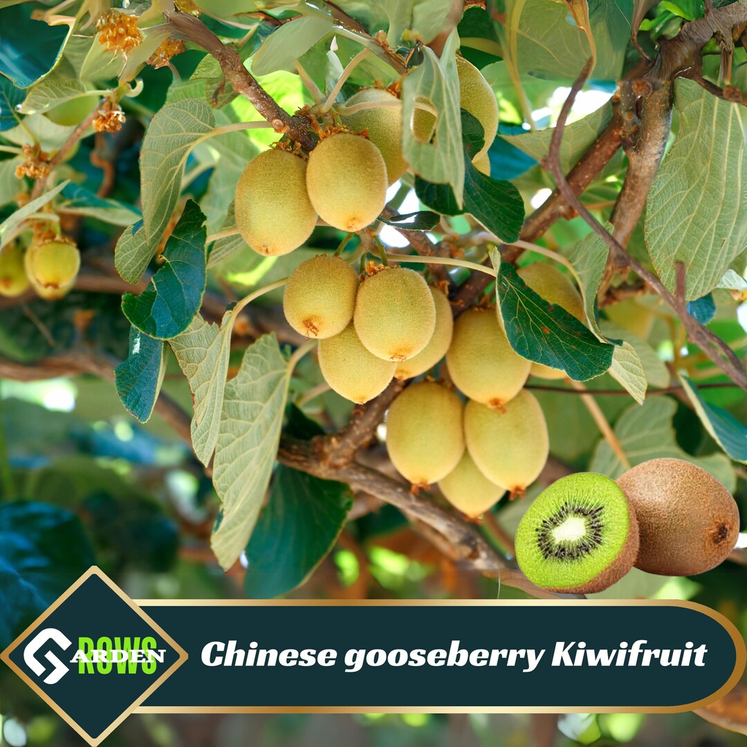 Chinese Gooseberry Kiwifruit Seeds - Perennial - High Yield - Fragrant ...