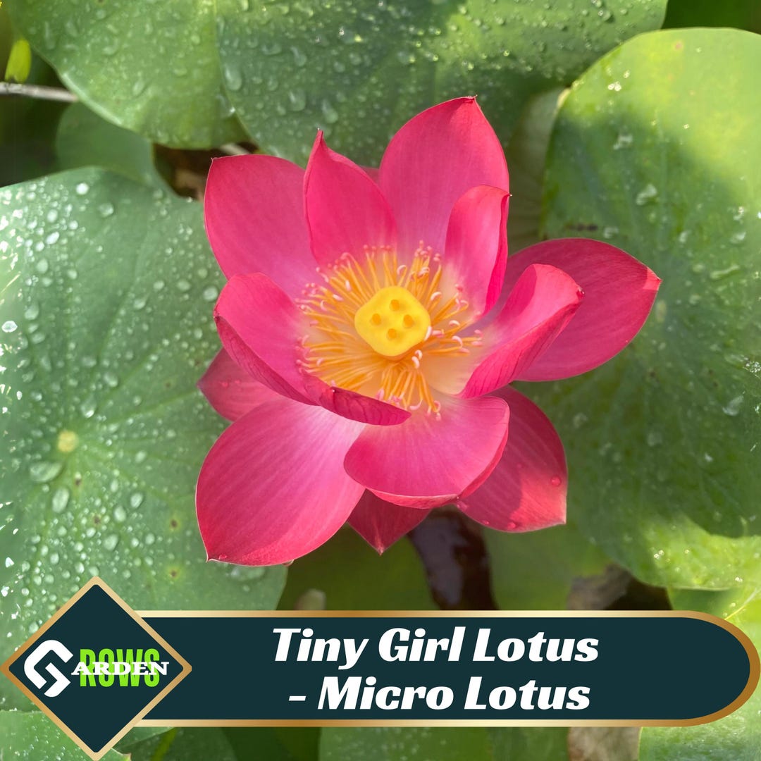 5+ Rare Seeds| Tiny Girl Lotus - Micro Lotus Seeds - Indian Lotus ...
