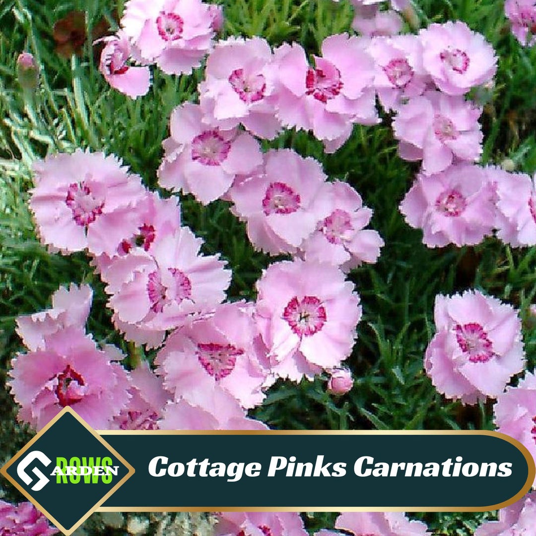 Cottage Pinks Carnations - Dianthus Seeds - Open-pollinated - Organic ...